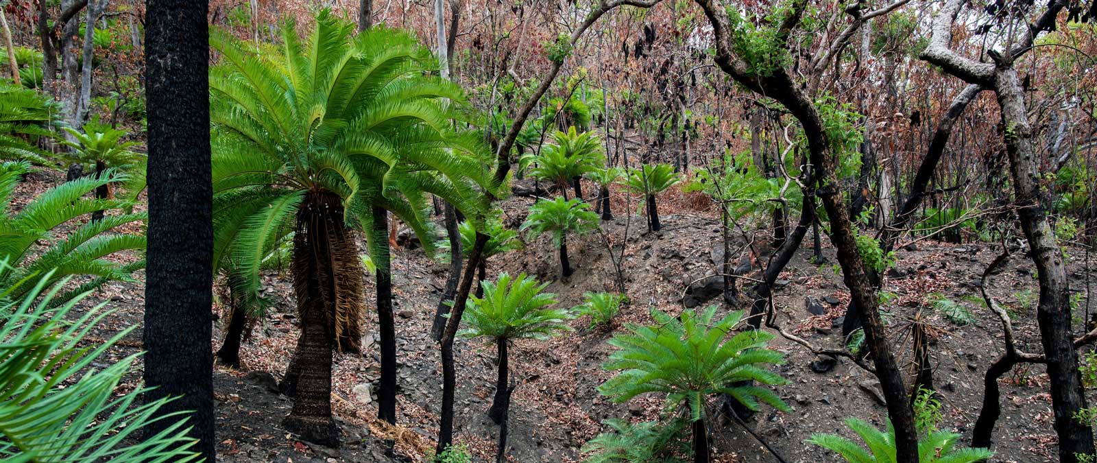 History - Australian Indigenous Ministries